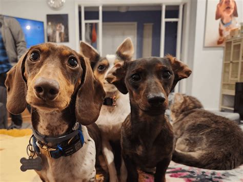 2 Weens And A Chi Walk Into A Bar R Dachshund