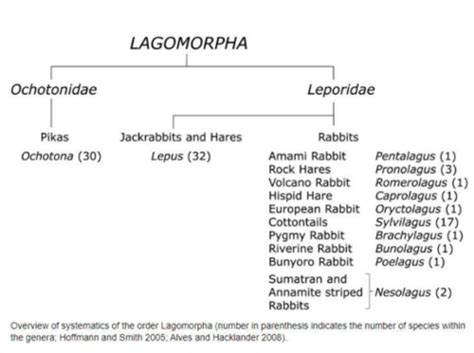 Cap Block 4 Rabbits Flashcards Quizlet