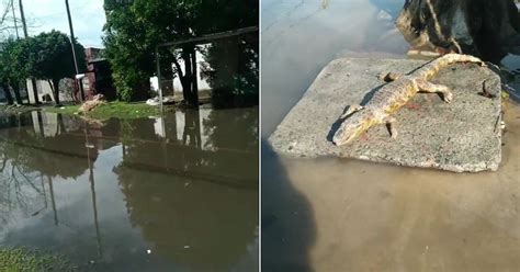 Grabó Las Inundaciones En Monte Chingolo Y Se Encontró Inesperadamente