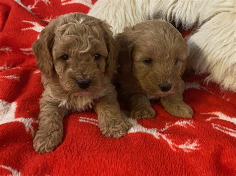 Gorgeous F1b Cavapoo Puppies
