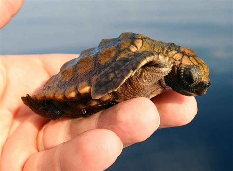 Where Do Florida Sea Turtle Hatchlings Go When They Leave The Nest