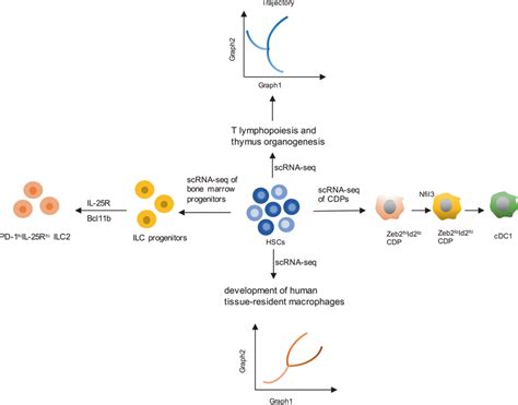 Reconstructing The Trajectory Of Immune Cell Development In Healthy