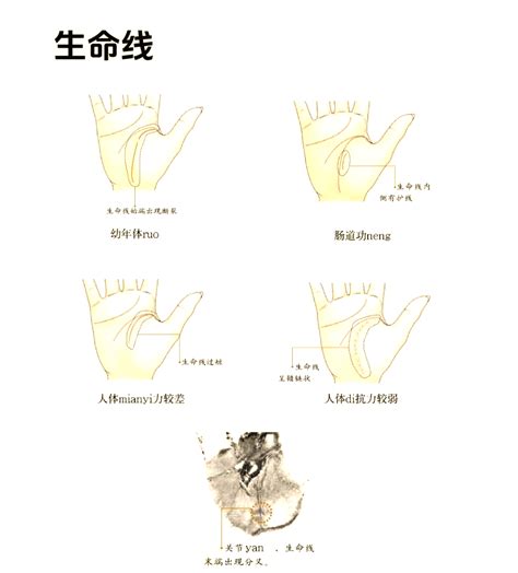 学中医五年，师傅教我从掌纹看健康