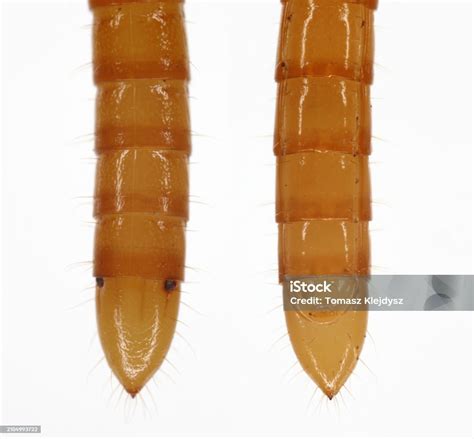 Wireworm Agriotes Sp A Click Beetle Larva Wireworms Are Important Pests That Feed On Plant Roots