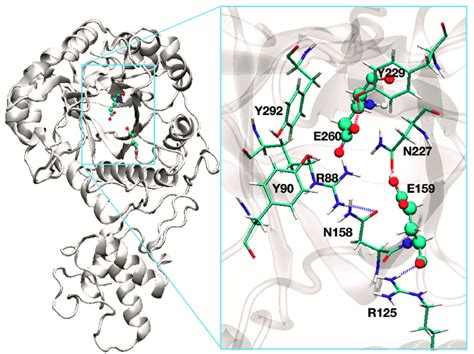 Molecular Model Of The Three Dimensional Structure Of Phr2p Of C