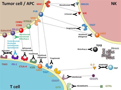 Schematic Summary Of Approved And Experimental Immunotherapy Agents In