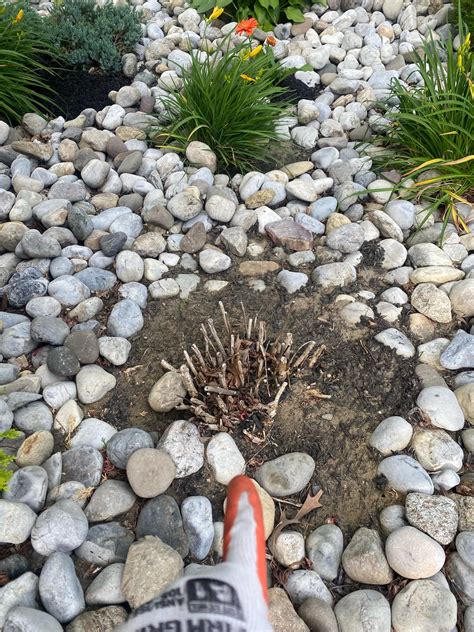 Hydrangea Dead Rlandscaping