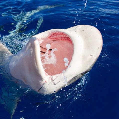Gallery Hawaii Shark Encounters