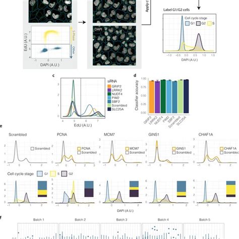 Nucleolus Segmentation A Dapi And Se Images Were Used Together To