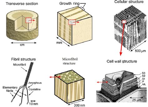 1 Simplified Structure Of Cellulose Arrangement In Hierarchical Order