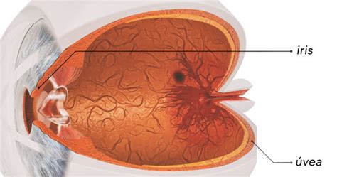 The Iris The Most Attractive Part Of The Eye Clínica Castanera