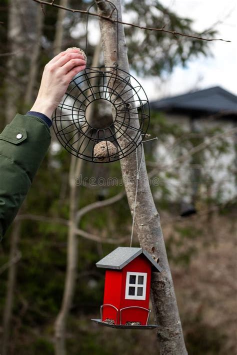 Hand Placing Bird Food Ball In Garden Feeder Stock Image Image Of