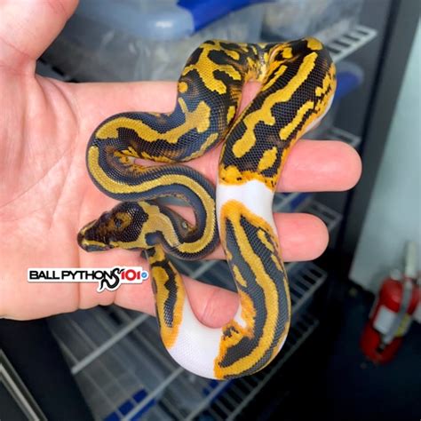 Yb Pied Het Desert Ghost Ball Python By Ball Pythons 101