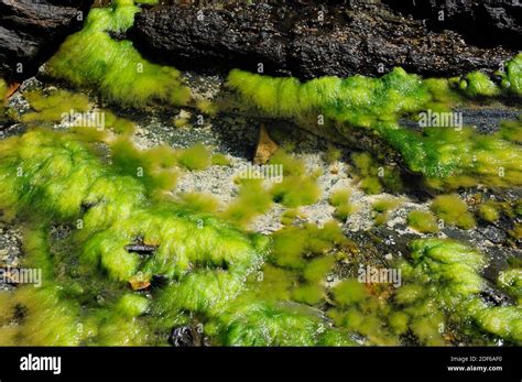Chlorophyta