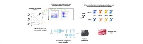 Use Of The Aim 10x Assay To Investigate Islet Specific T Cells A Download Scientific Diagram