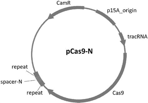 Method Of Packaging Crispr Cas9 Clustered Regularly Interspaced Short