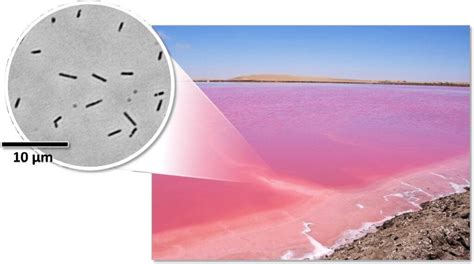 Halobacterium Un Genere Di Archeobatteri Microbiologia Italia