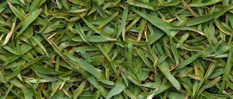 A Close Up View Of A Dense Patch Of Green Grass With Some Browning And