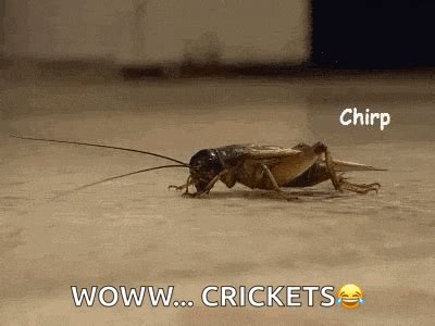 Crickets Crickets Chirping  Crickets Crickets Chirping Silence