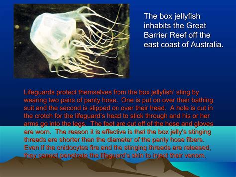 Class Scyphozoa Notes Ppt