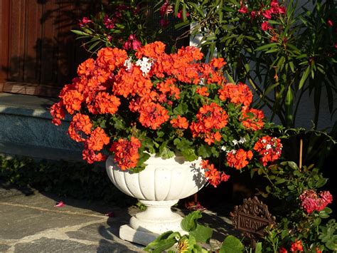 10 Plantas De Exterior Para Terrazas