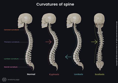 Why Is The Spinal Column Curves At Catherine Dorsey Blog