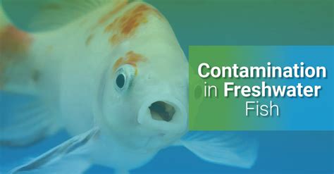 Selcan Hazal TektÜrk Linkedinde Yayınladı