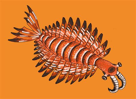 Paleo Files Anomalocaris Canadensis By Makairodonx On Deviantart