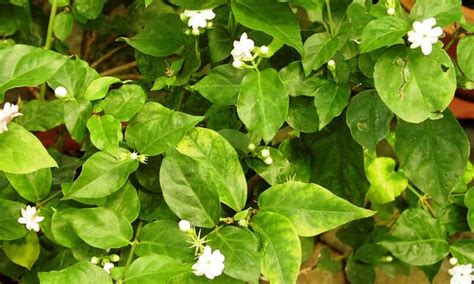 Arabian Jasmine Plant Grow Fragrant Flowers Epic Gardening