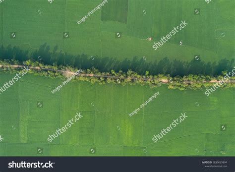 Aerial View Of Beautiful Green Paddy Field Bangladesh Over 88 Royalty