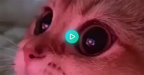 Me On Caturday Scrolling Thru… Album On Imgur