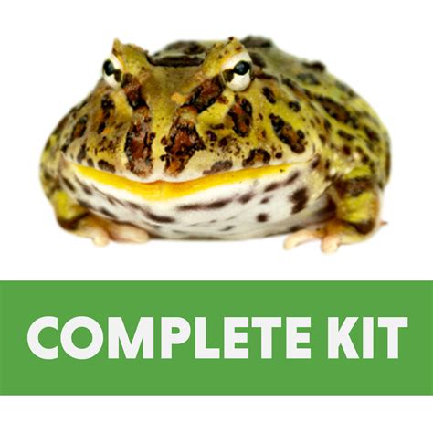 Juvenile Pac Man Frog Complete Habitat Kit