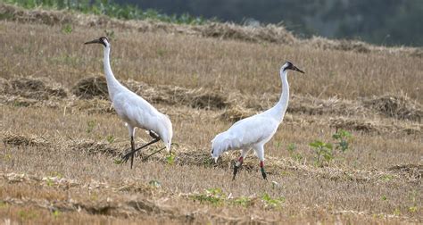 First Confirmed Death Of Endangered Whooping Crane Due To Highly