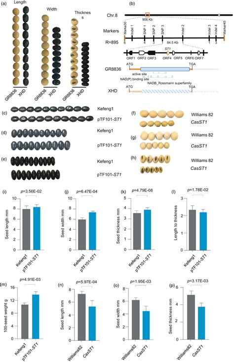 Mapbased Cloning Of ST1 A The Comparison Of Seed Shape Between