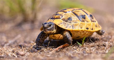 Tortoises Facts Habitat Diet And Conservation Efforts Ifaw