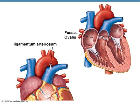 The Cardiovascular System Ppt Download
