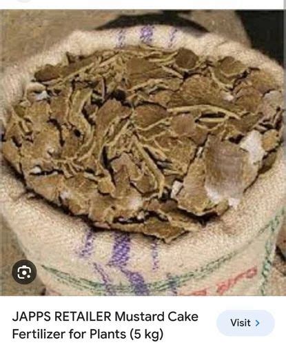 Mustard Oil Cake At ₹ 95kg Mustard Oil Cake In Tonk Id 2853050725848