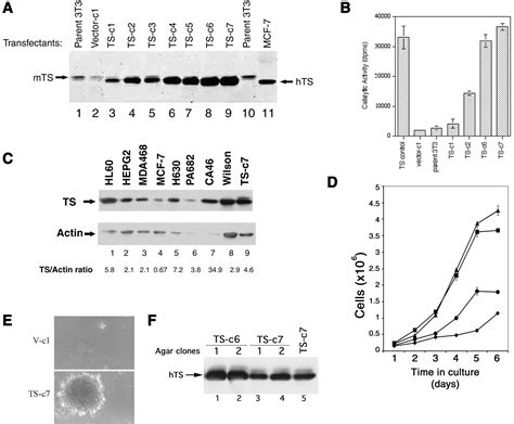 Thymidylate Synthase As An Oncogene Cancer Cell