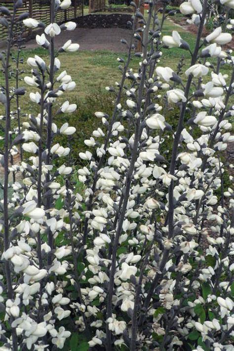 Buy White False Indigo Plant Baptisia Pendula Free Shipping Wilson Bros Gardens 1 Gallon