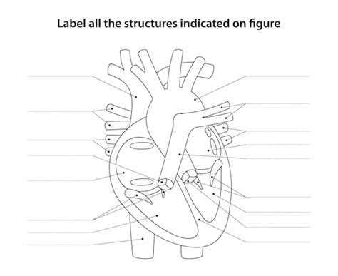 A Free Worksheet Anatomy Of The Hand Worksheets Library
