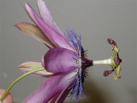 Plantfiles Pictures Passiflora Passion Flower Passion Vine Lavender