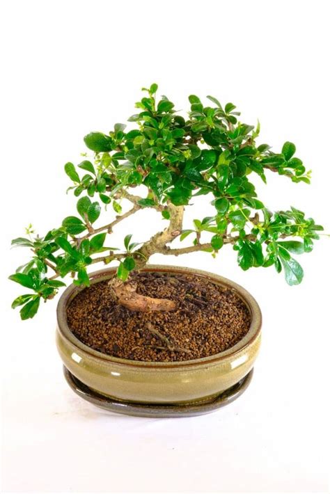 Flowering Oriental Fukien Tea Tree Bonsai With Gentle Shaping Uk