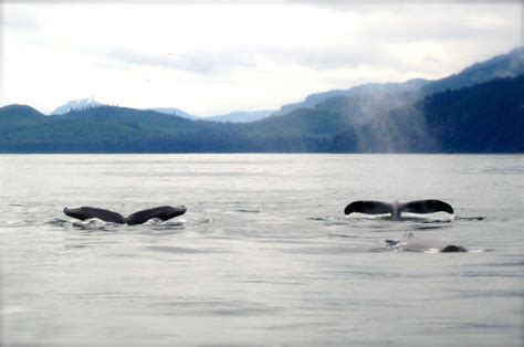 Whales In Alaska Free Stock Photo - Public Domain Pictures