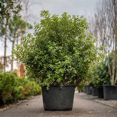 Black Twig Pittosporum Black Twig — Salt Spring Apple Company Ltd