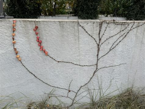 String Of Ruby Heart Shaped Leaves Album On Imgur