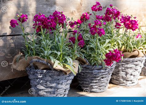 Potted Mauve Double Flowered Stock Matthiola Incana Or Hoary Stock