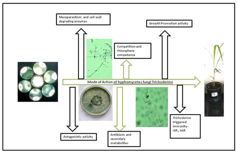 Trichoderma Advent Of Versatile Biocontrol Agent Its Secrets And
