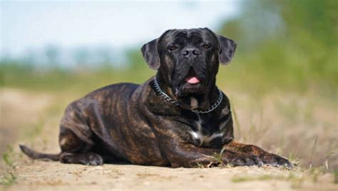 Why Cane Corso Ear Cropping Remains Popular Explained