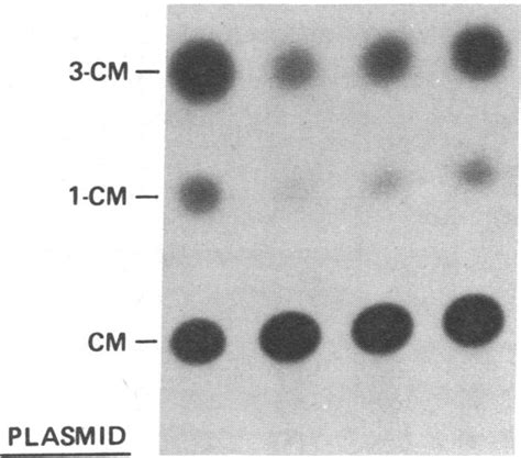 Antisense Activity Of Cat Gene Plasmids Containing Different Efficiency