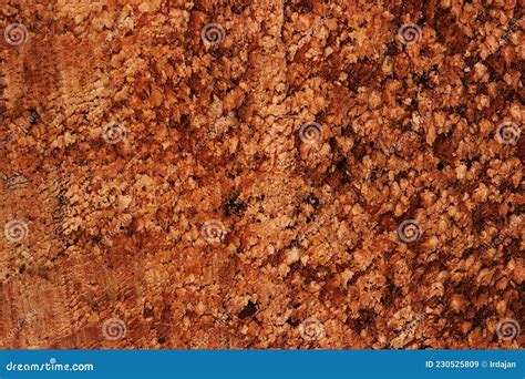 Cross Section Of Tree Texture Stock Image 230525809